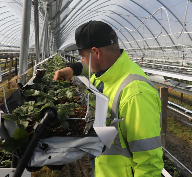 Nano-Oxygen Water Increased Productivity of Strawberries – EOD